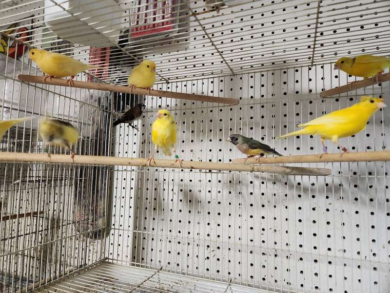 Canaries for Sale in Maryland
