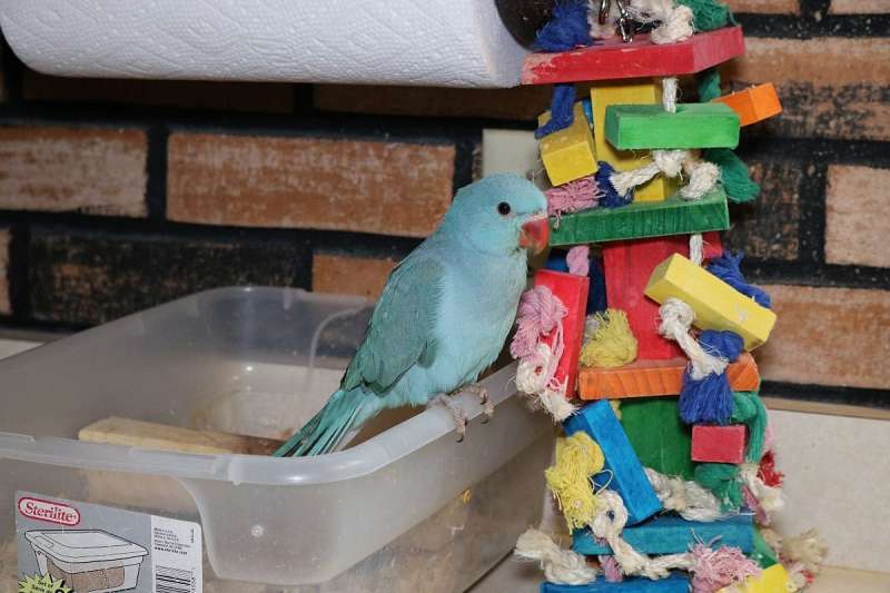 Birds Now - Birds and Parrots for Sale and Adoption