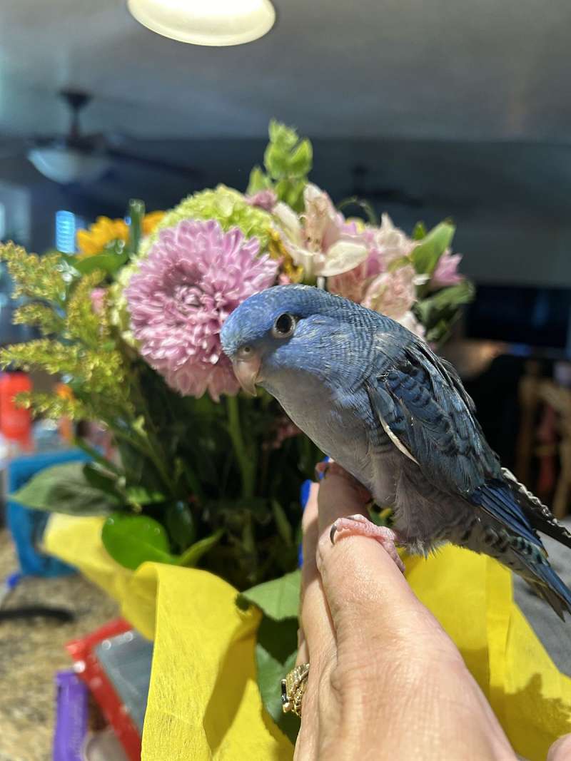 Handfed lineolated (Linnie’s)