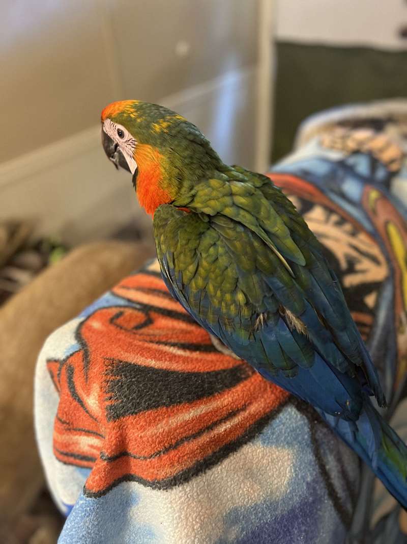 Baby Catalina Macaws