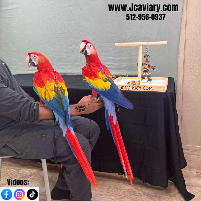 Meyers parrot babies