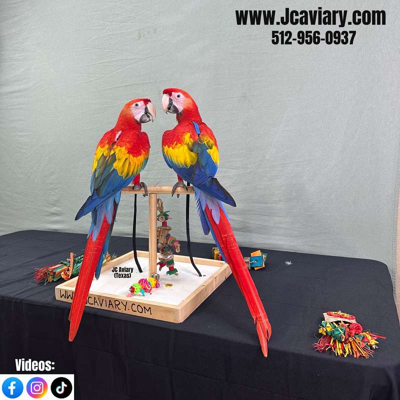 Meyers parrot babies