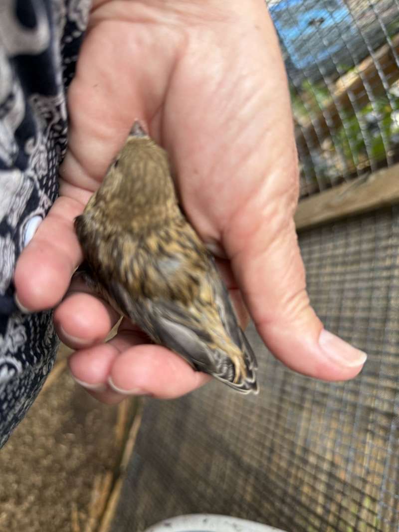 Crested Canary