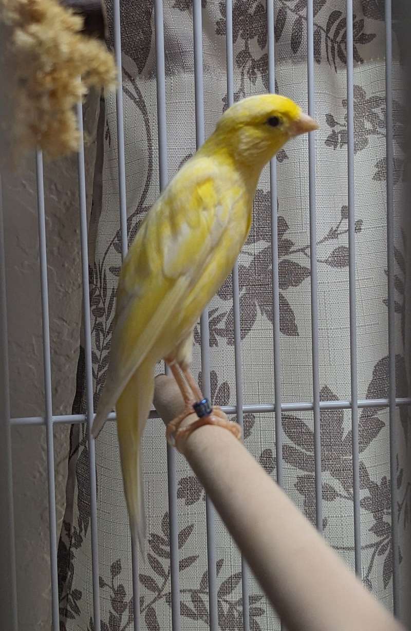 Blue Colored Canaries for Sale