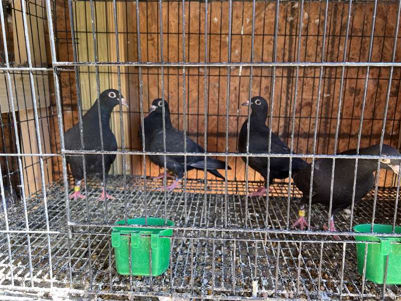 Pigeons for Sale