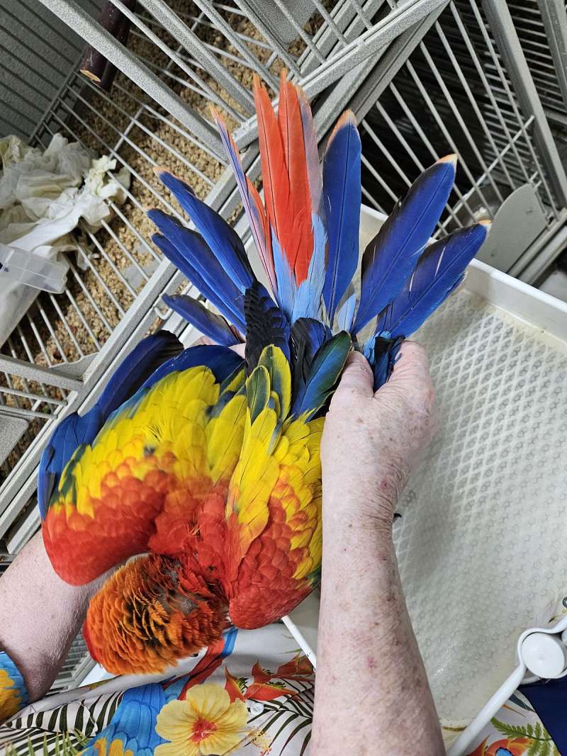 Giant South American Scarlet Macaw Babies