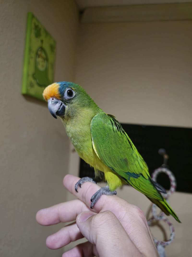 Hand fed Maroon Bellied Conure