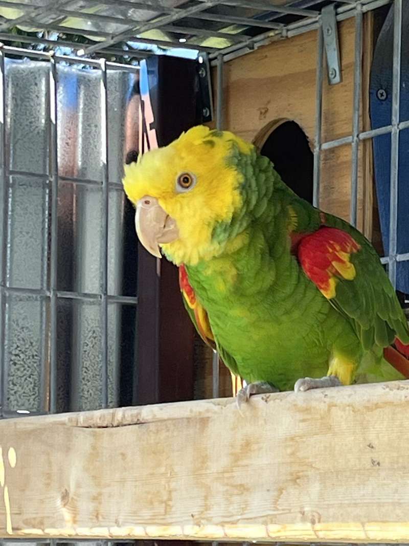 Double Yellow Head Amazon Parrots for Sale