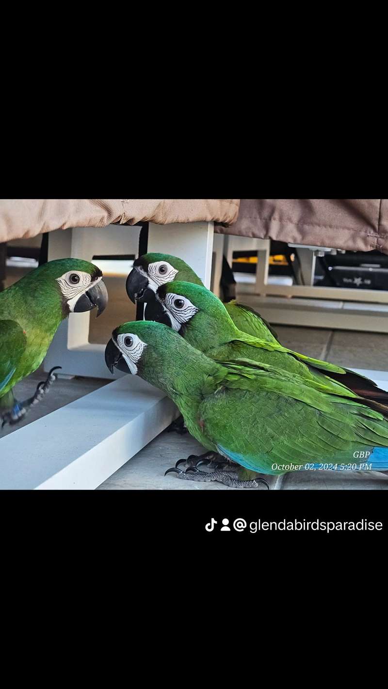 Severe macaw