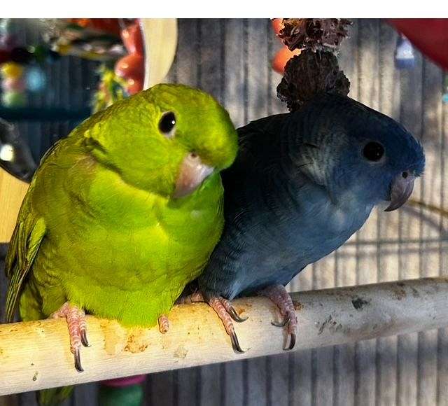 Baby Lineolated Parakeet
