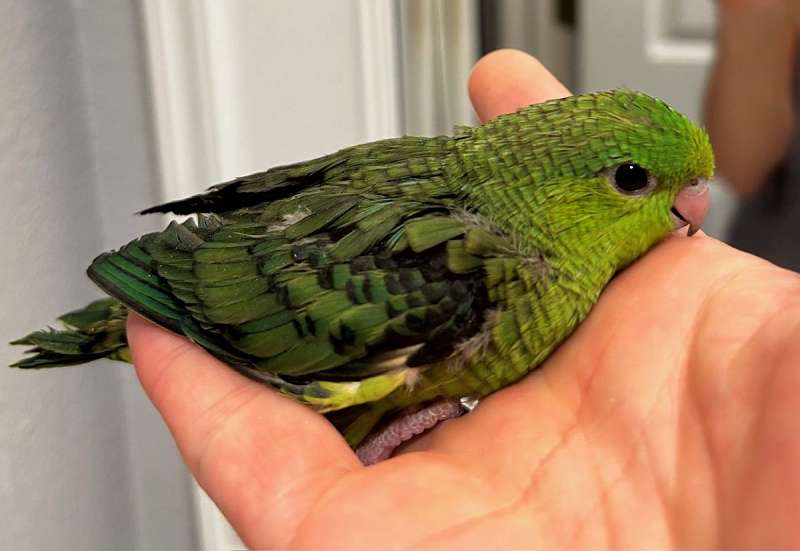 Baby Lineolated Parakeet