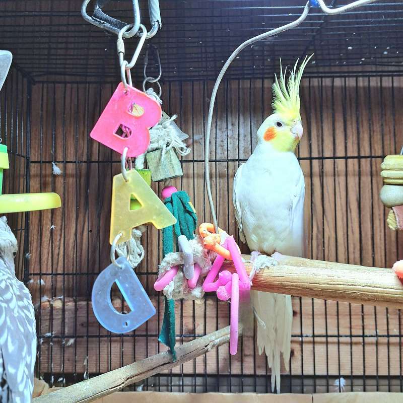 Rare Mutation Gorgeous 14 month. Old Lutino Male split to Dominant Silver