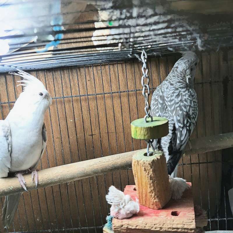 Cockatiel Dominant Silver & Rare Proven Pairs Split to Lutino & Rare Pairs