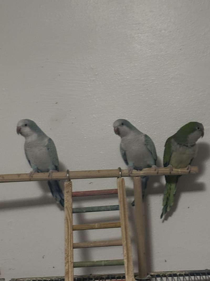Birds Now - Birds and Parrots for Sale and Adoption
