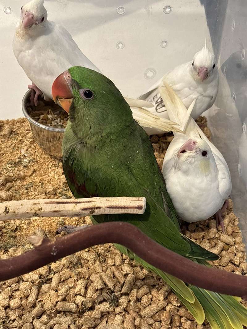 Parakeets for Sale