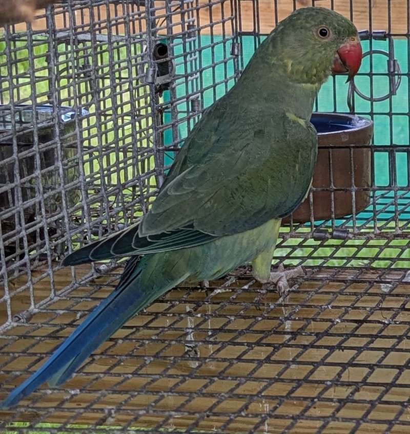 Parakeets for Sale