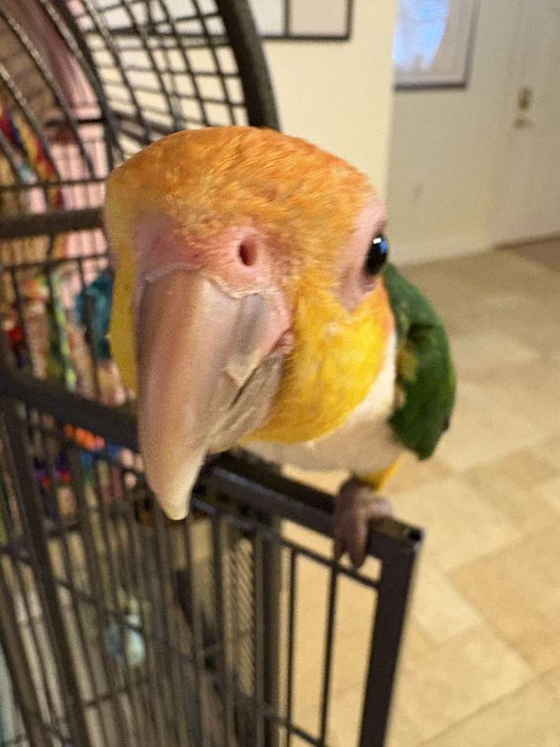 White belly Female Caique