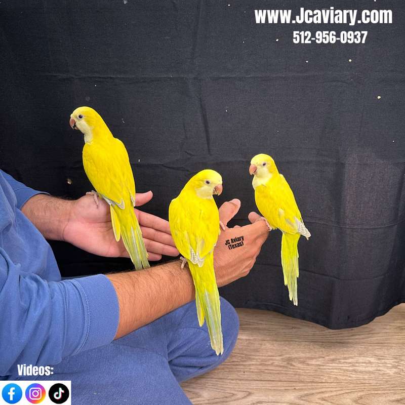 Yellow quaker parrots