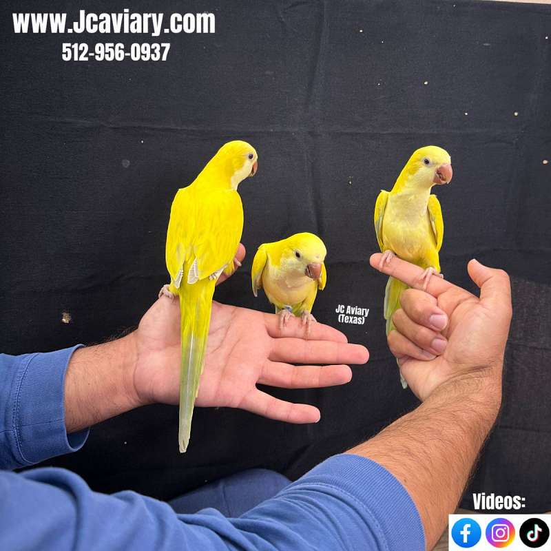 Yellow quaker parrots