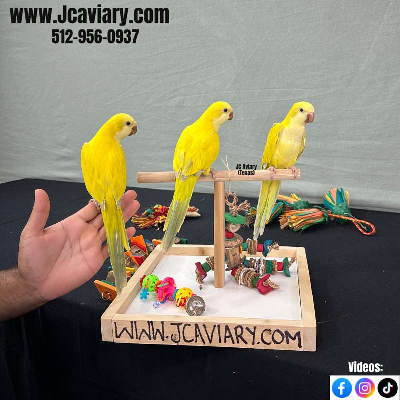 Yellow quaker parrots