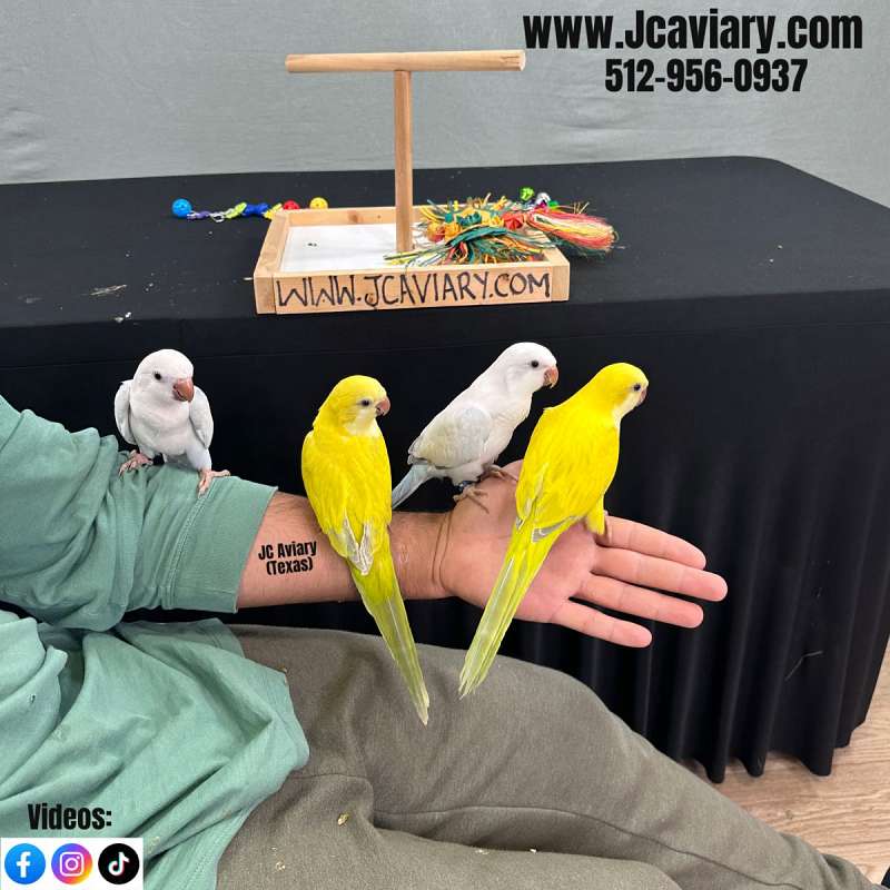 Blue Colored Birds for Sale