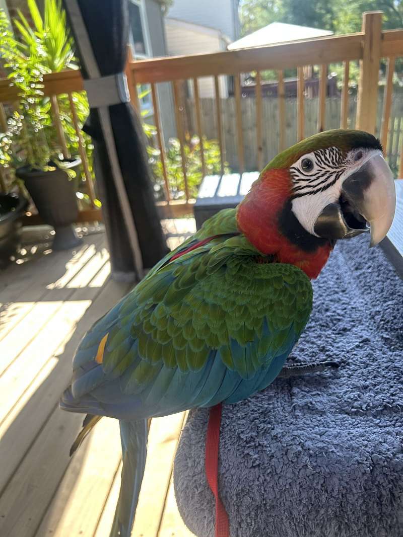 Harlequin Macaw