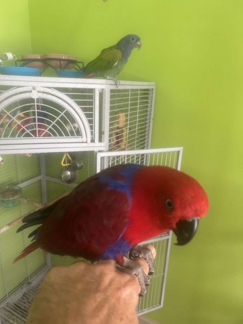 Eclectus Female