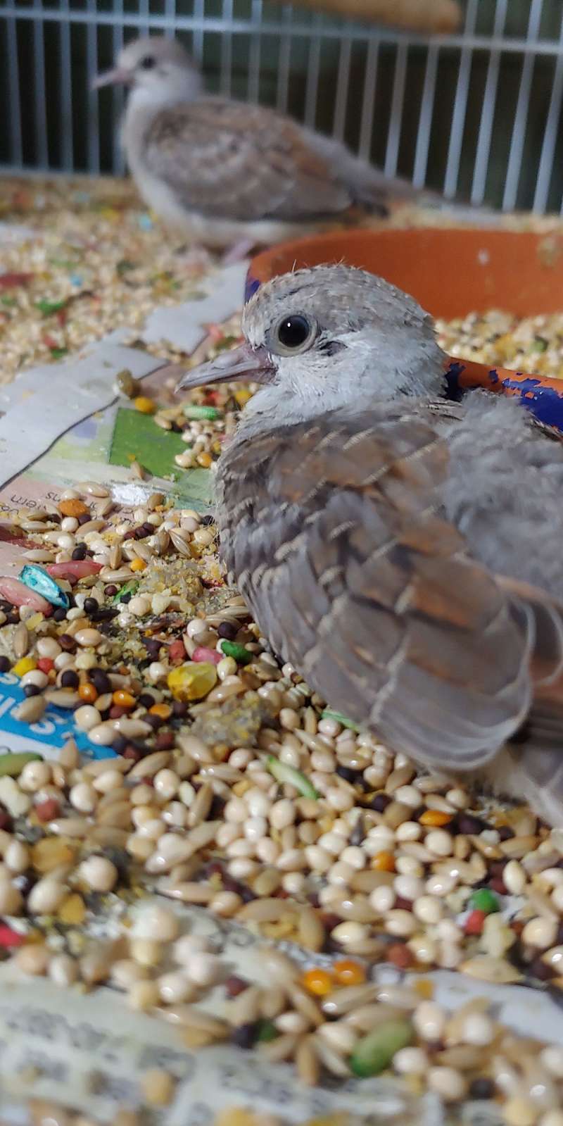 Coming Soon - Natural and Lightly Pied Diamond Doves