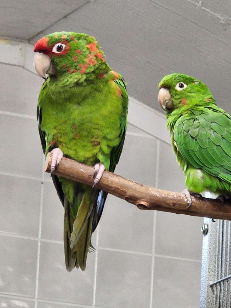 Proven Mitred x White-Eyed Conure Pair