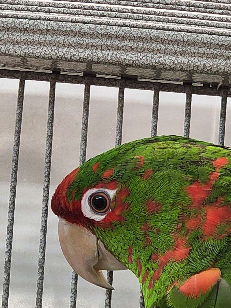 Proven Mitred x White-Eyed Conure Pair