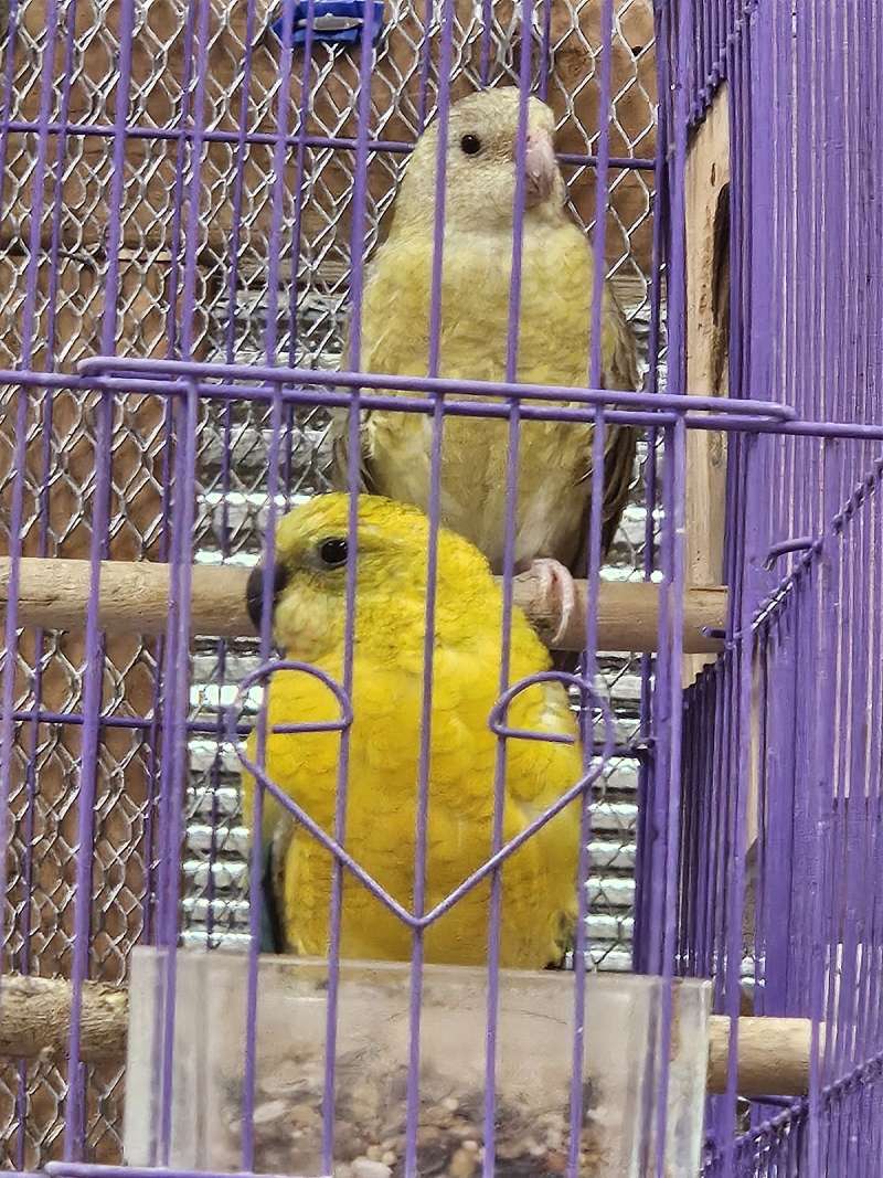Proven pair Red rumps parakeet