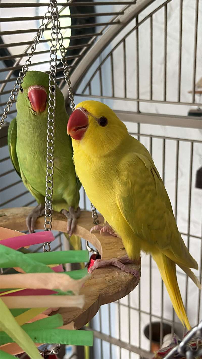 Vibrant colored Indian ringneck parakeets for sale to good home