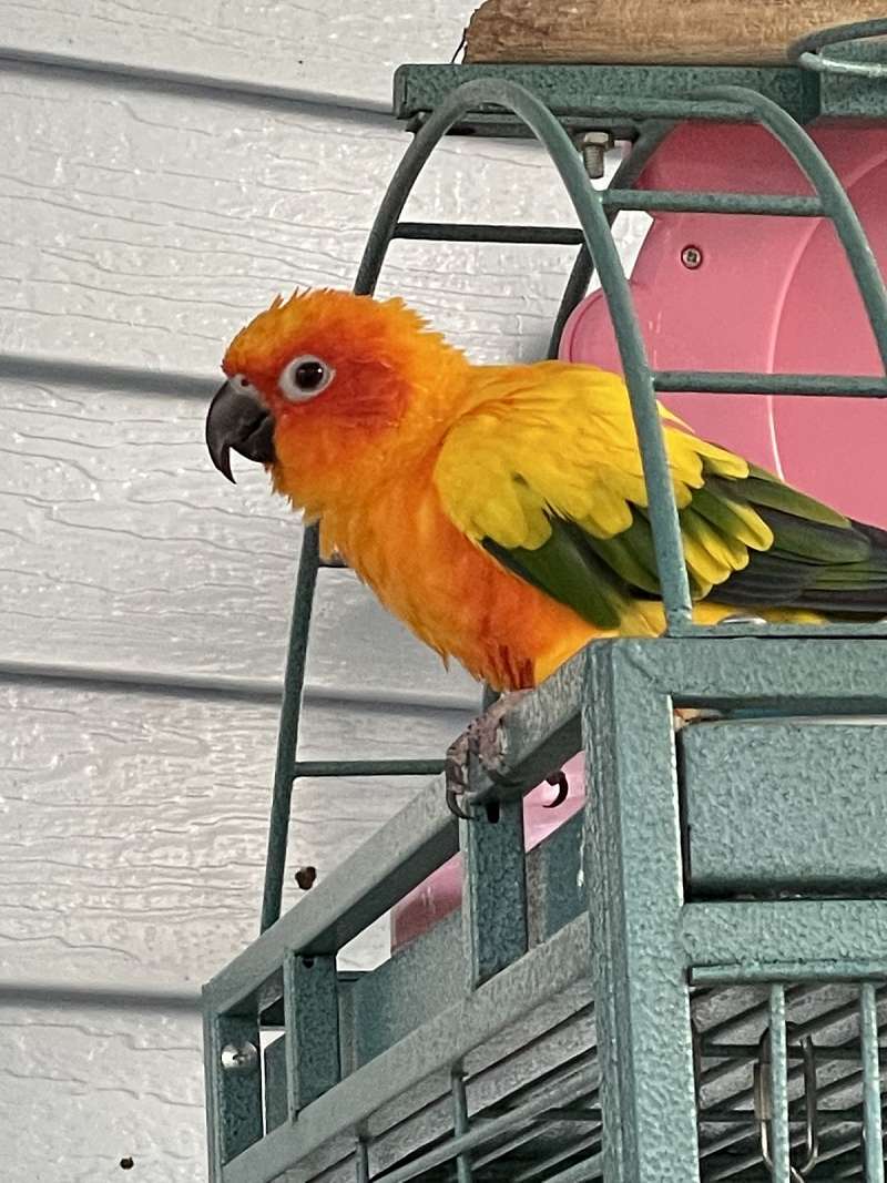 Sun Conure