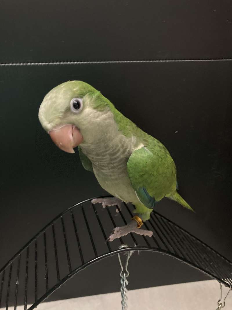 Very Gentle Baby Boy. Sweet and social