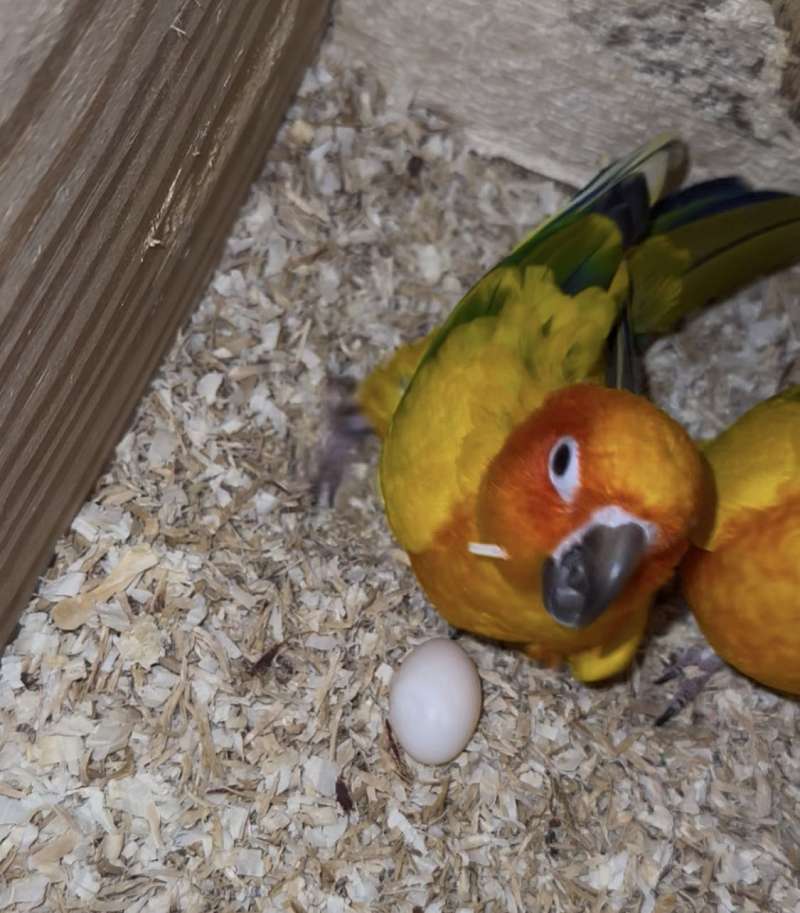 Sun conure baby and proven pairs