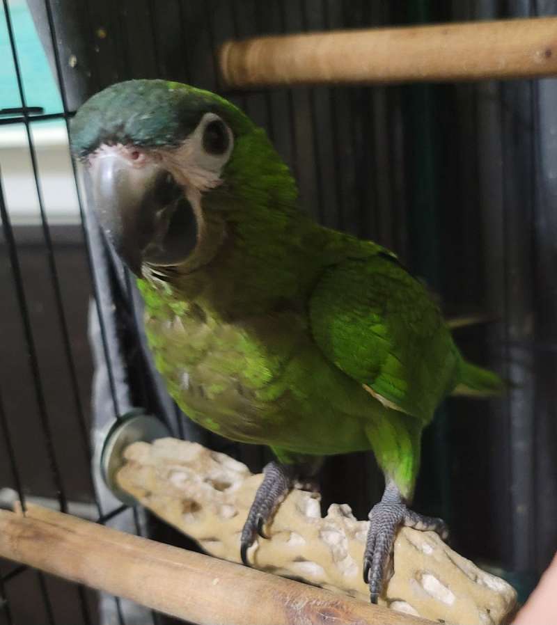 Hahns Mini macaw baby