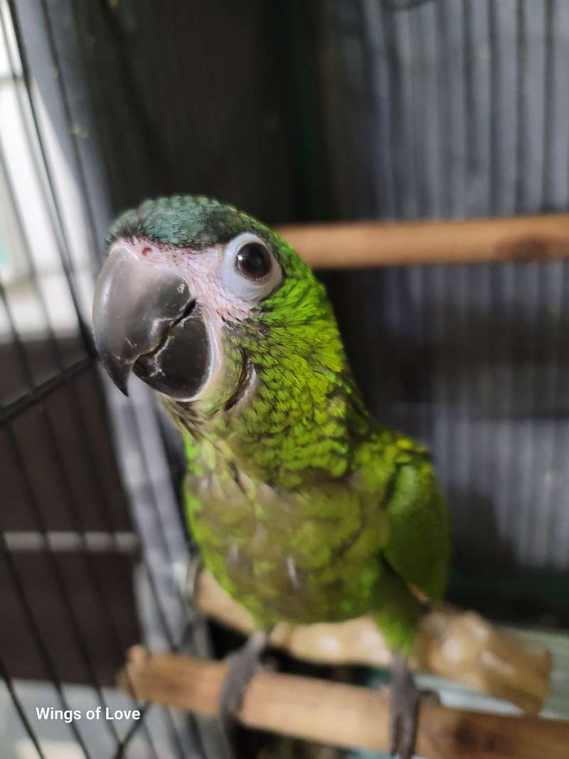 Hahns Mini macaw baby