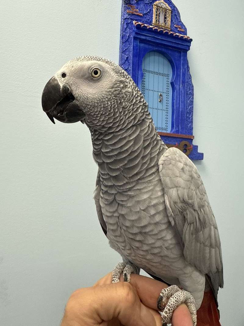 11 year old congo african grey