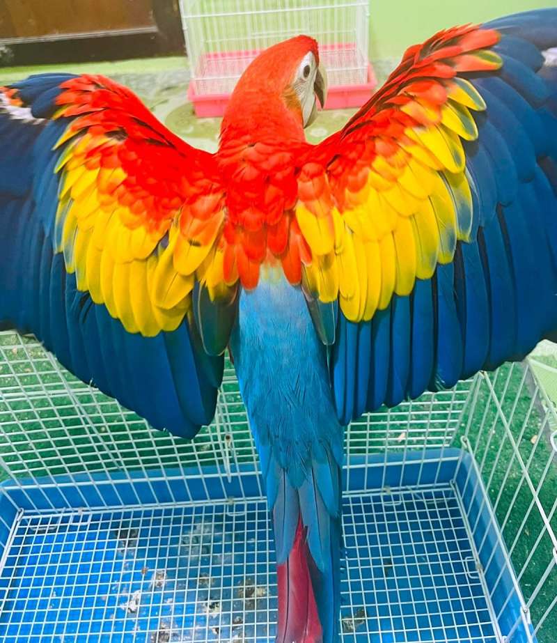 Scarlet Macaw