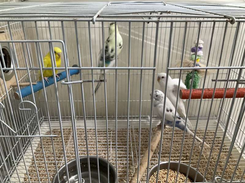 Fancy Parakeets Male and Female Breeding Pet Bird DNA Tested,
