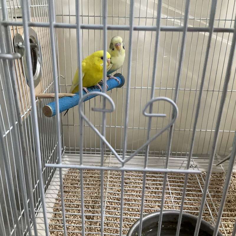Fancy Parakeets Male and Female Breeding Pet Bird DNA Tested,