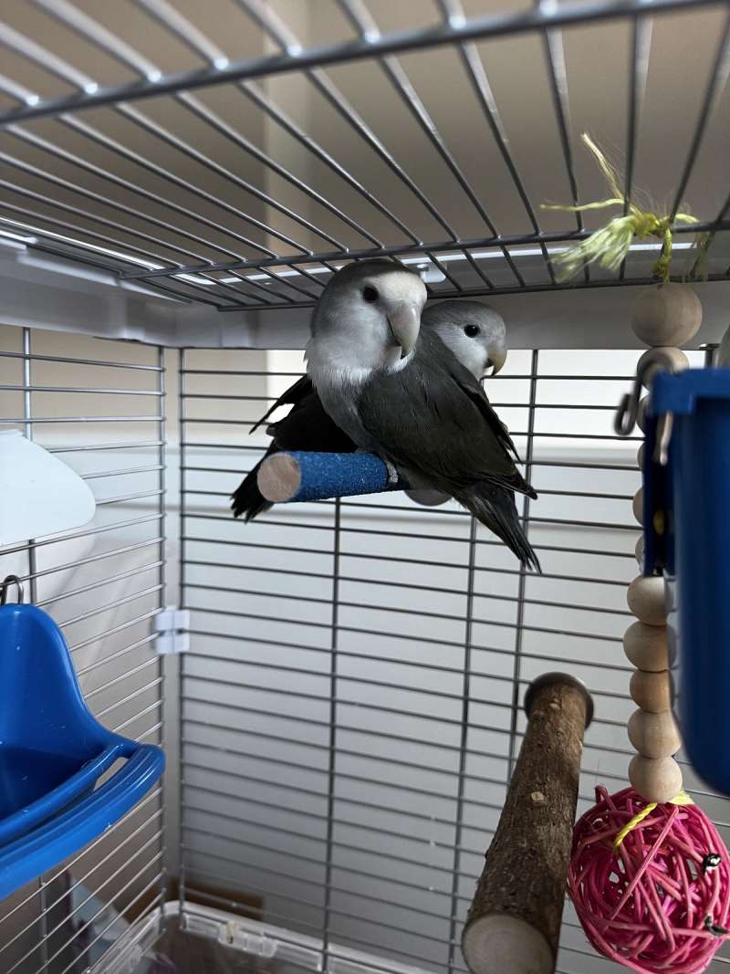 Bonded male lovebirds