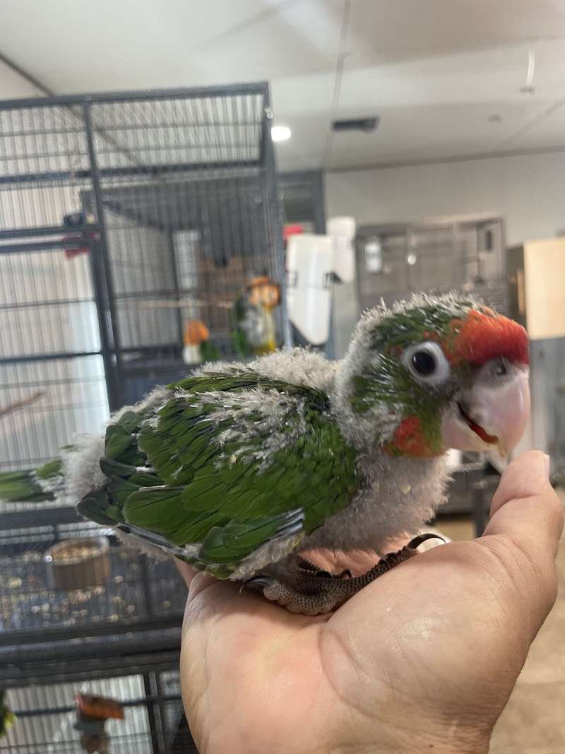 Cherry / Mitred conures