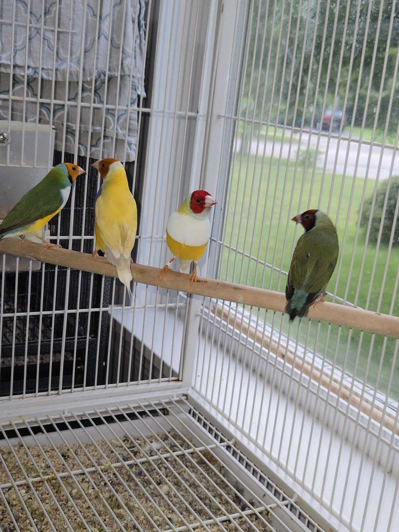 Lady Gouldian Finches for Sale