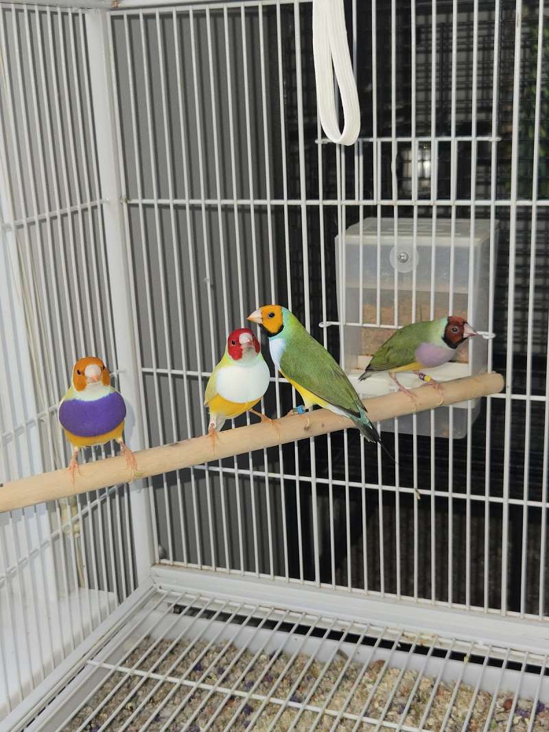 4 Lady Gouldian Finches