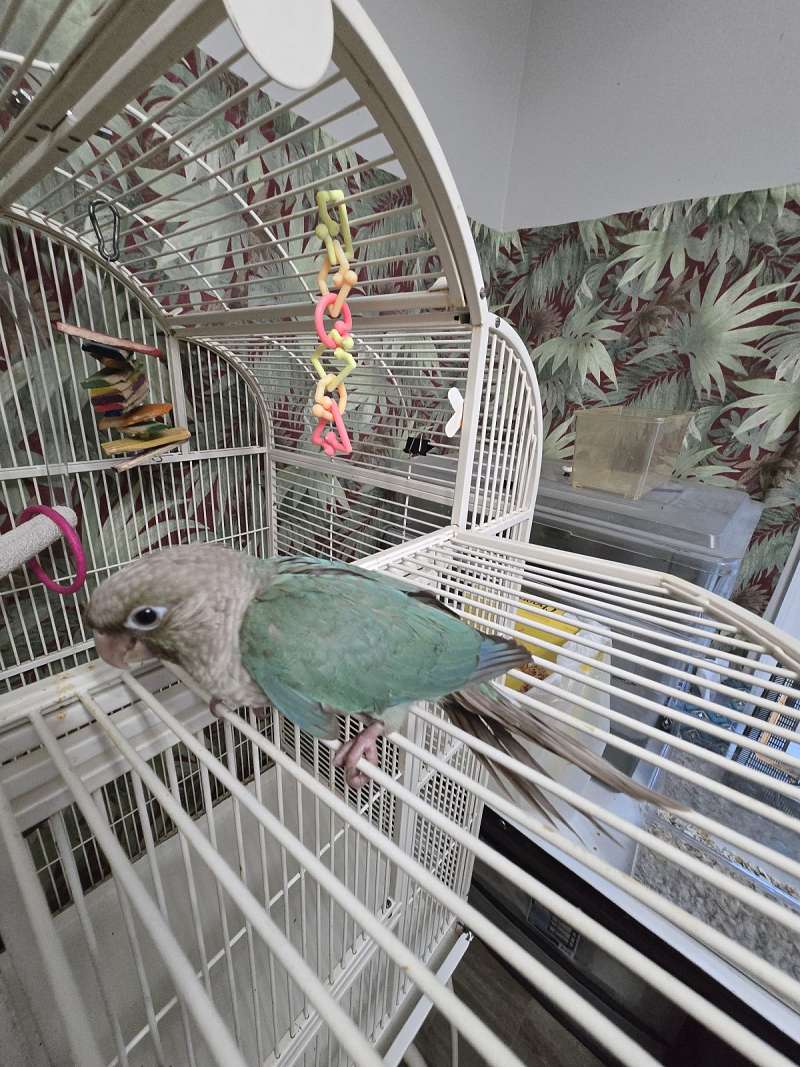 Baby Pastel Turquoise Green Check Conure