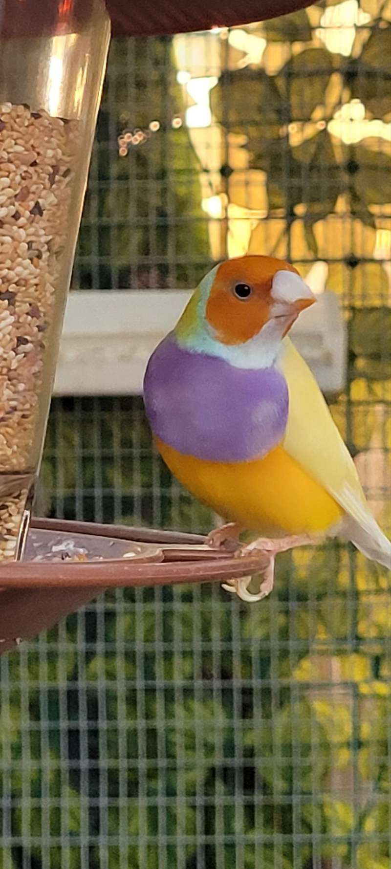 Lady Gouldian Finches for Sale