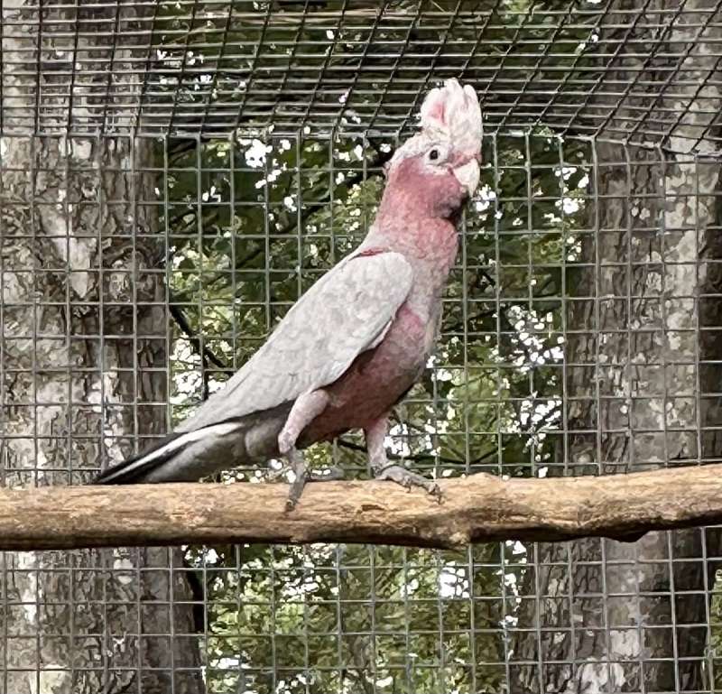 Female Rose Breasted