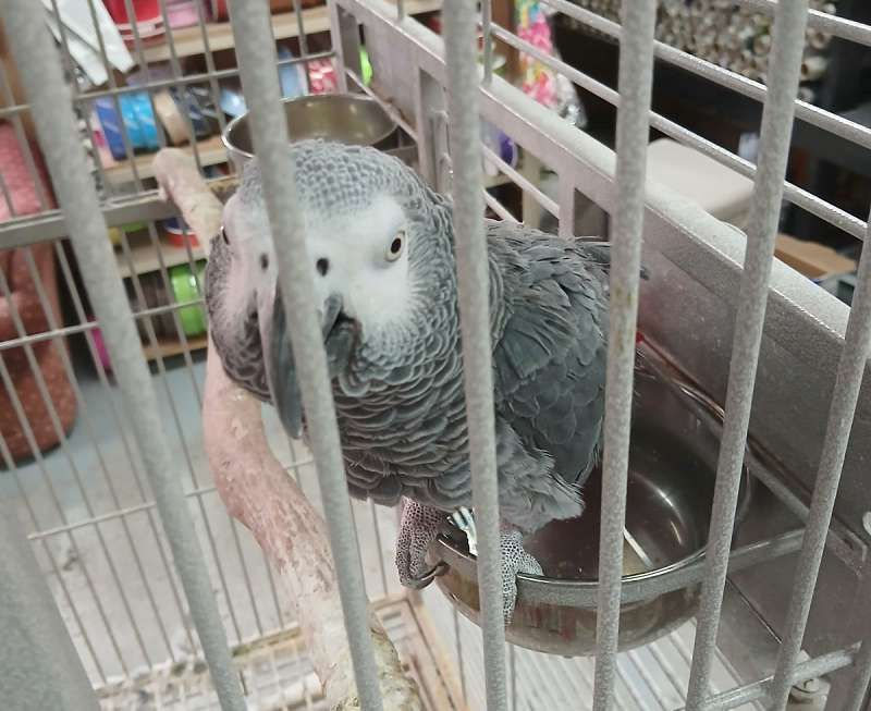 African Grey and Double Yellow Headed Amazon Parrots Bonded Adult