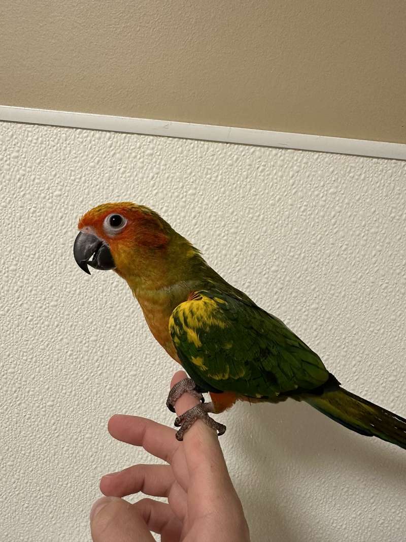 Sun Conures
